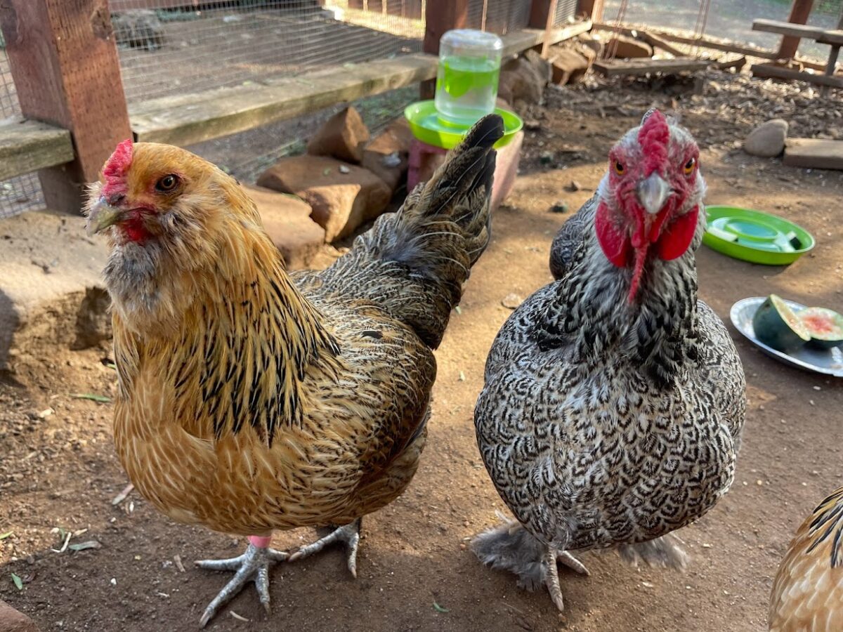 The Sikes Hens: A Colorful History of Feathered Friends