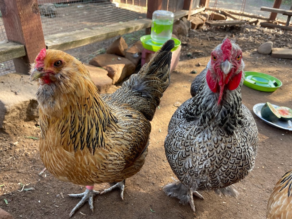 The Sikes Hens: A Colorful History of Feathered Friends